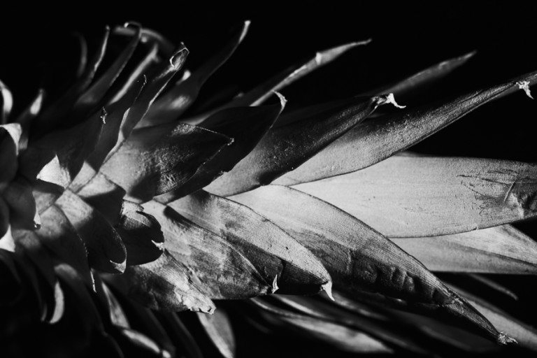 Edward Weston - Still life photographer - Photography Project