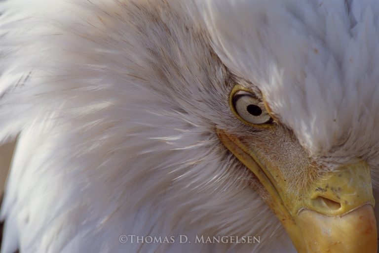 10 Best Nature and Wildlife Photographers Ever - Photography Project