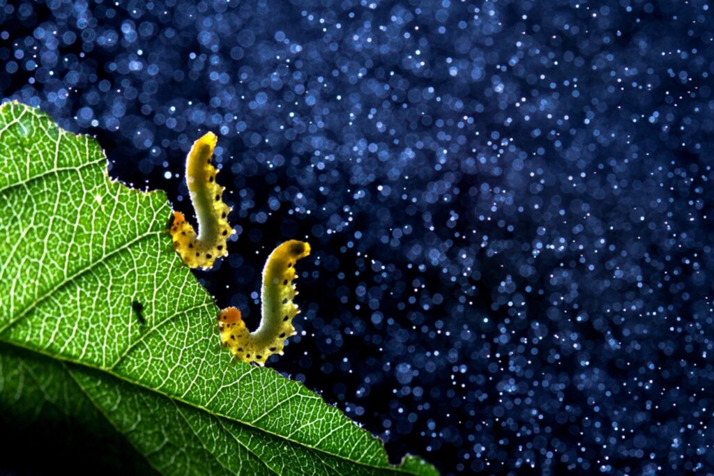 The Best Macro Photographers in The World