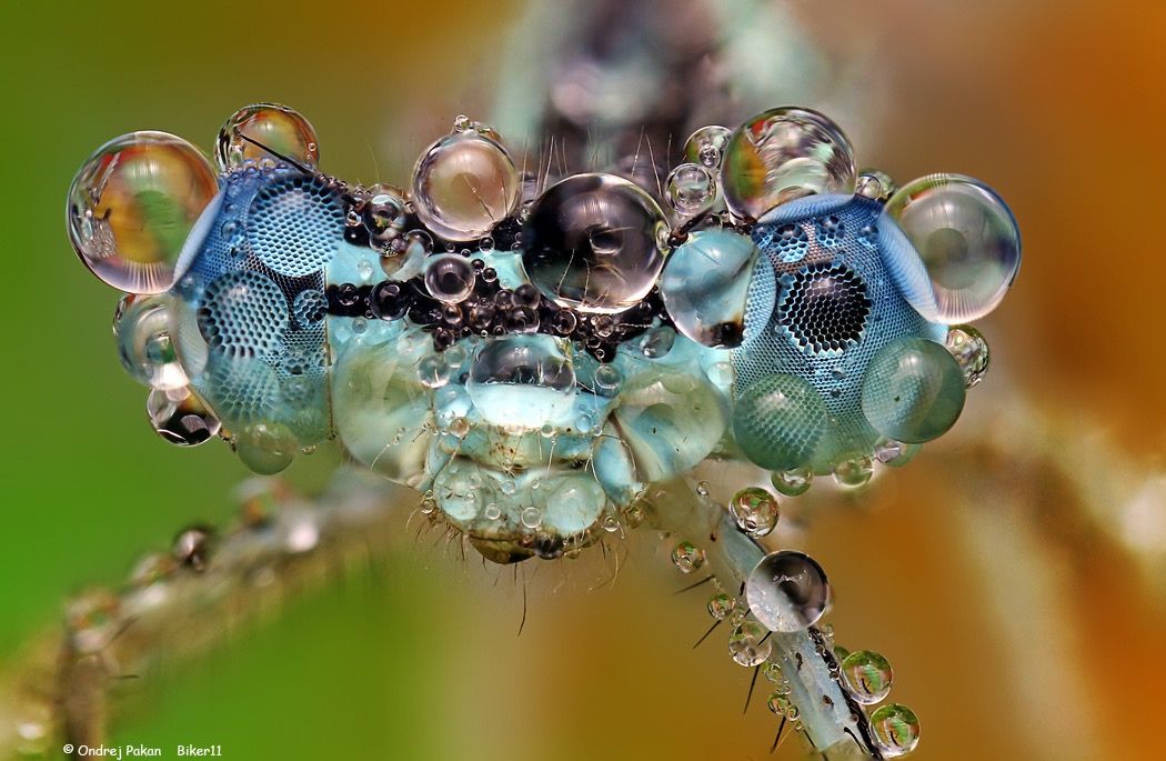 The Best Macro Photographers in The World