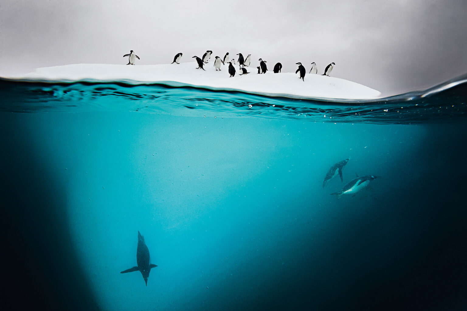 The 7 Best Underwater Photographers - Photography Project